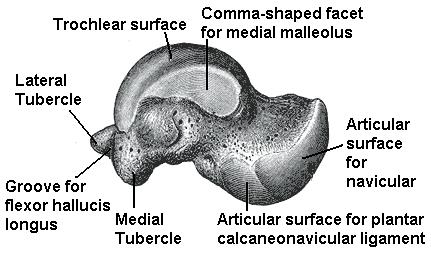 Limited Dorsiflexion? Check the Talus